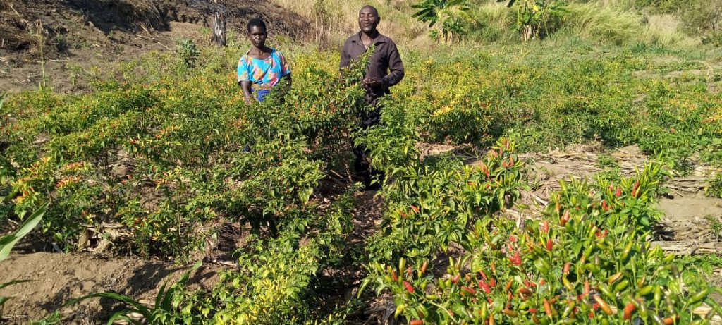 Success Stories – Agwenda Investments